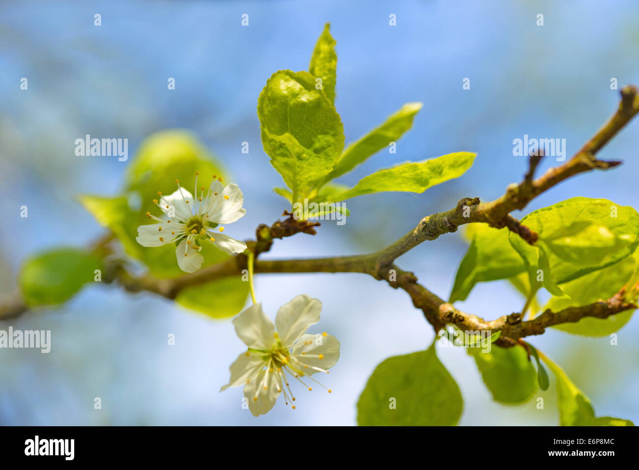 Plum tree blossom hi-res stock photography and images - Alamy