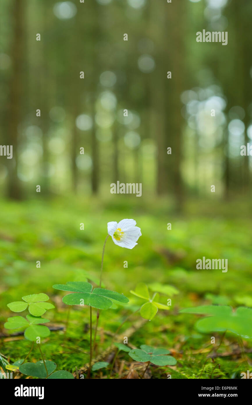 Wood Sorrel growing on the forest floor Stock Photo - Alamy