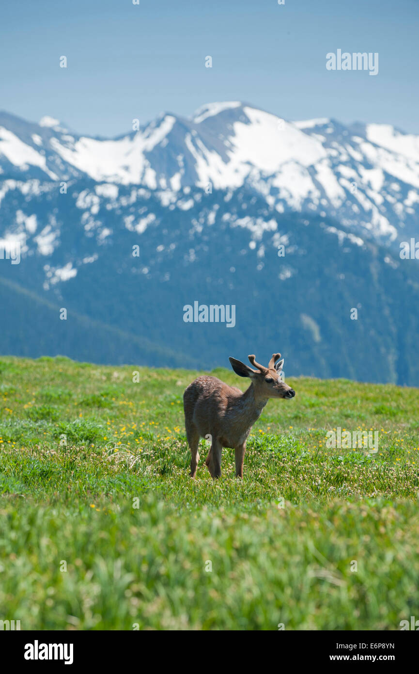 Young deer washington park hi-res stock photography and images - Alamy