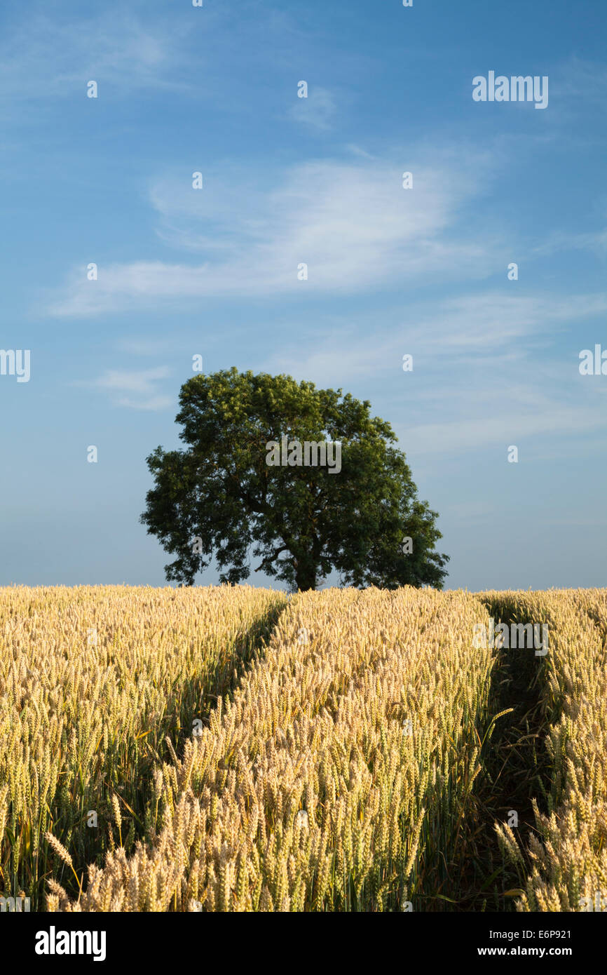Solitary ash tree hi-res stock photography and images - Alamy