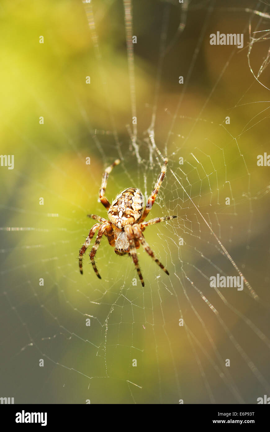 Garden Orb Spider Stock Photo - Alamy