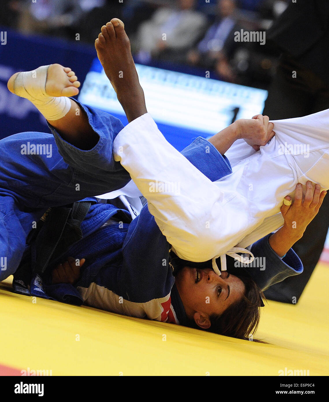 Gerbi Stock Photos & Gerbi Stock Images - Alamy