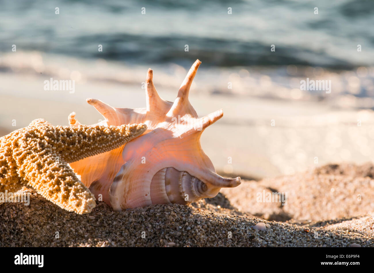 Shells on the beach. Sun light Stock Photo - Alamy