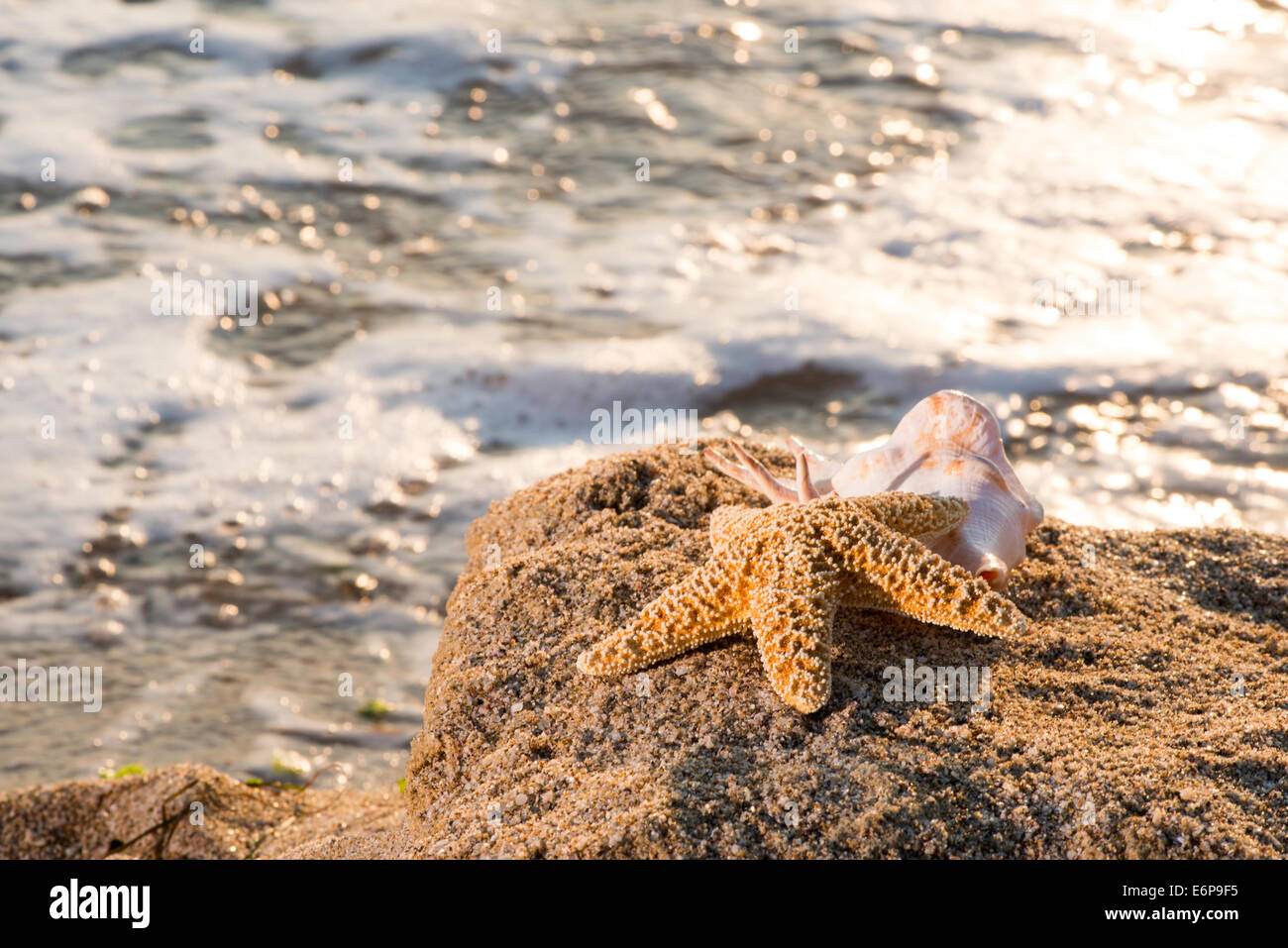 Sunrise on the beach. Starfish Stock Photo - Alamy