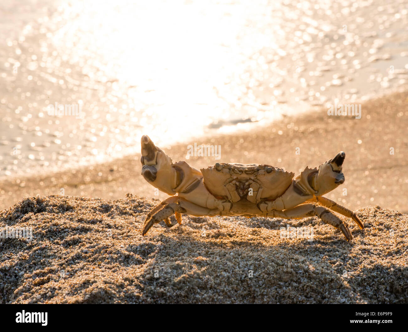 Cancer of the sand on the beach. Sun light Stock Photo - Alamy