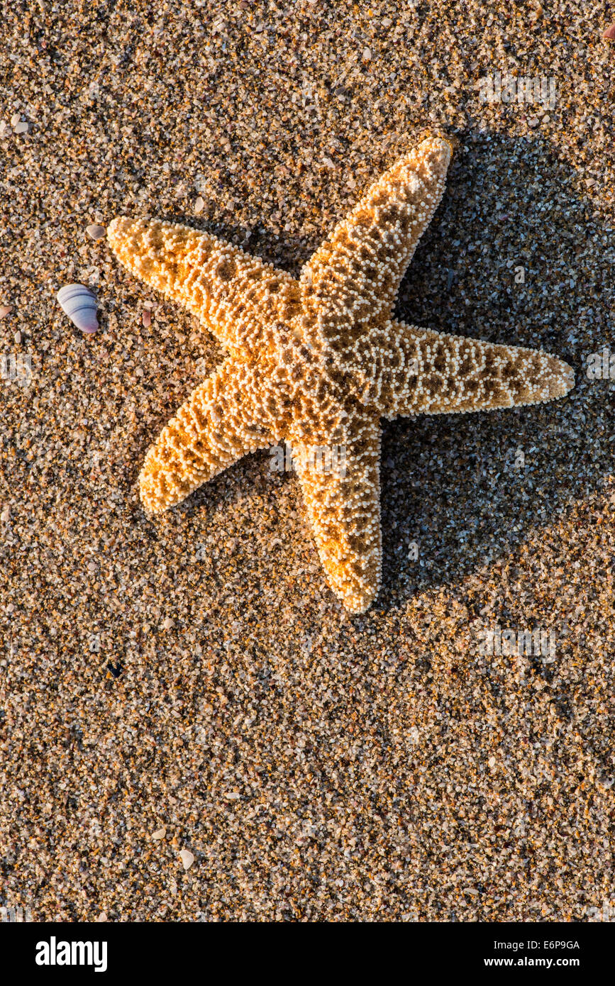 Sunrise on the beach. Starfish Stock Photo - Alamy