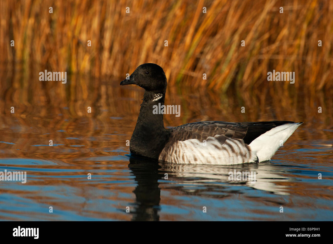 Atlantic brant in wetland habitat Stock Photo - Alamy