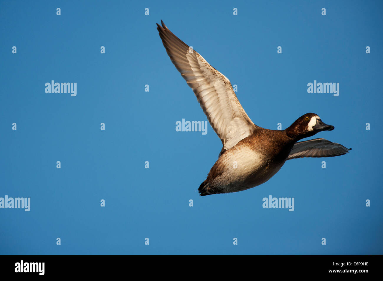 Female scaup in flight Stock Photo - Alamy