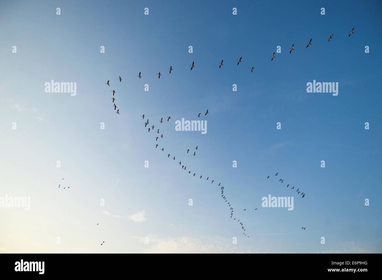 Snow geese migration hi-res stock photography and images - Alamy