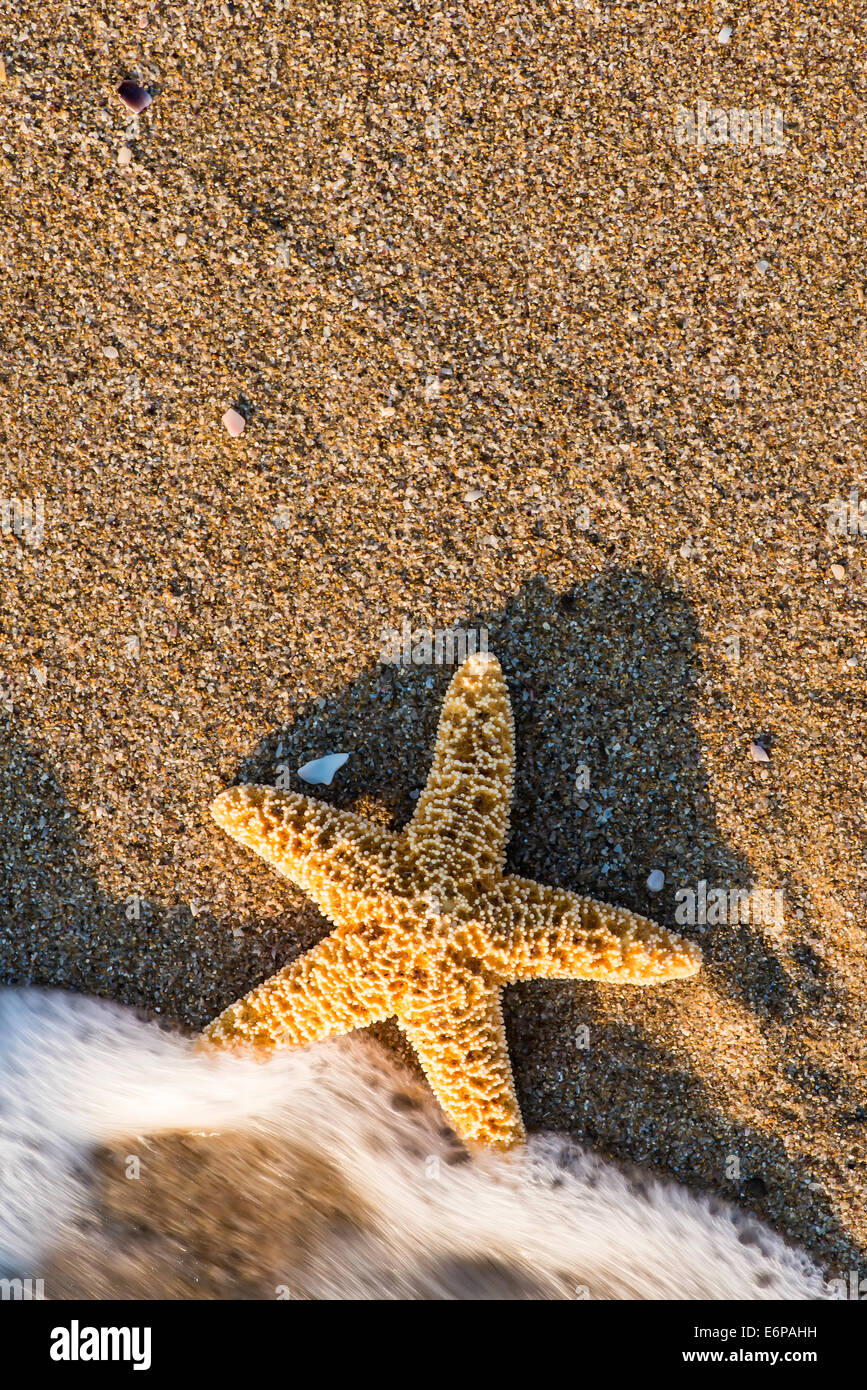 Sunrise on the beach. Starfish Stock Photo - Alamy