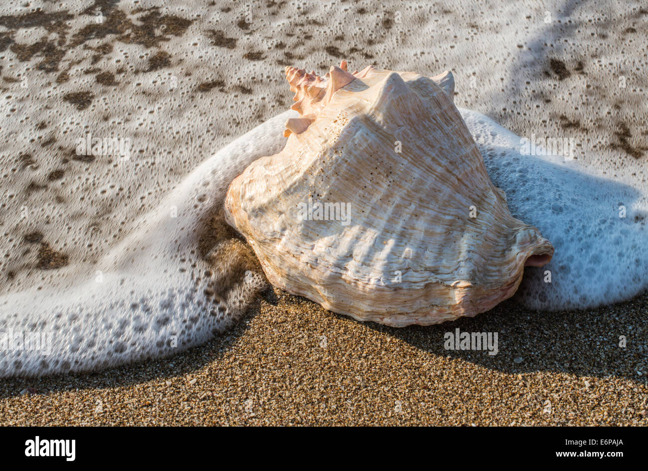 Shells on the beach. Sun light Stock Photo - Alamy