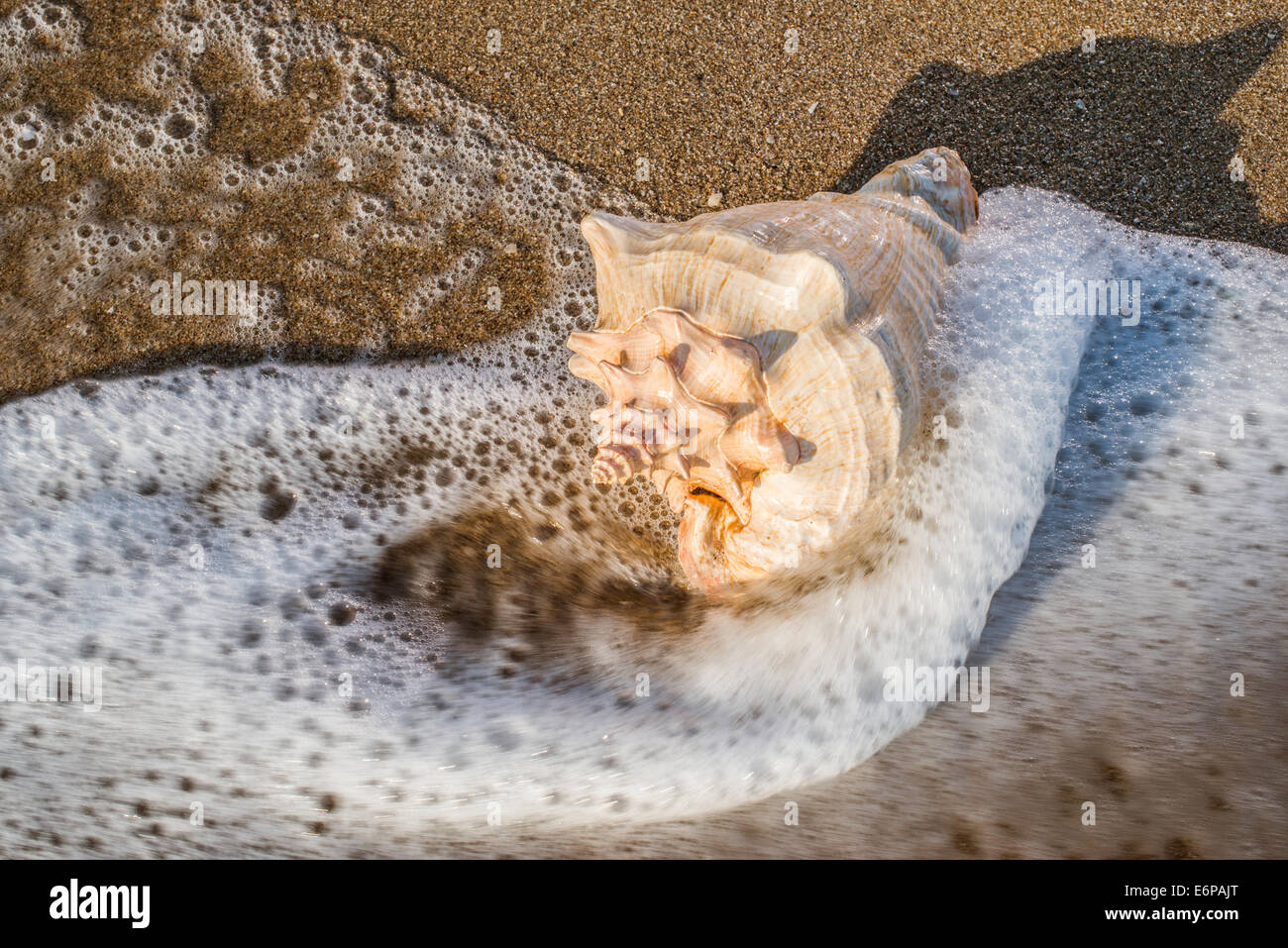 Shells on the beach. Sun light Stock Photo - Alamy