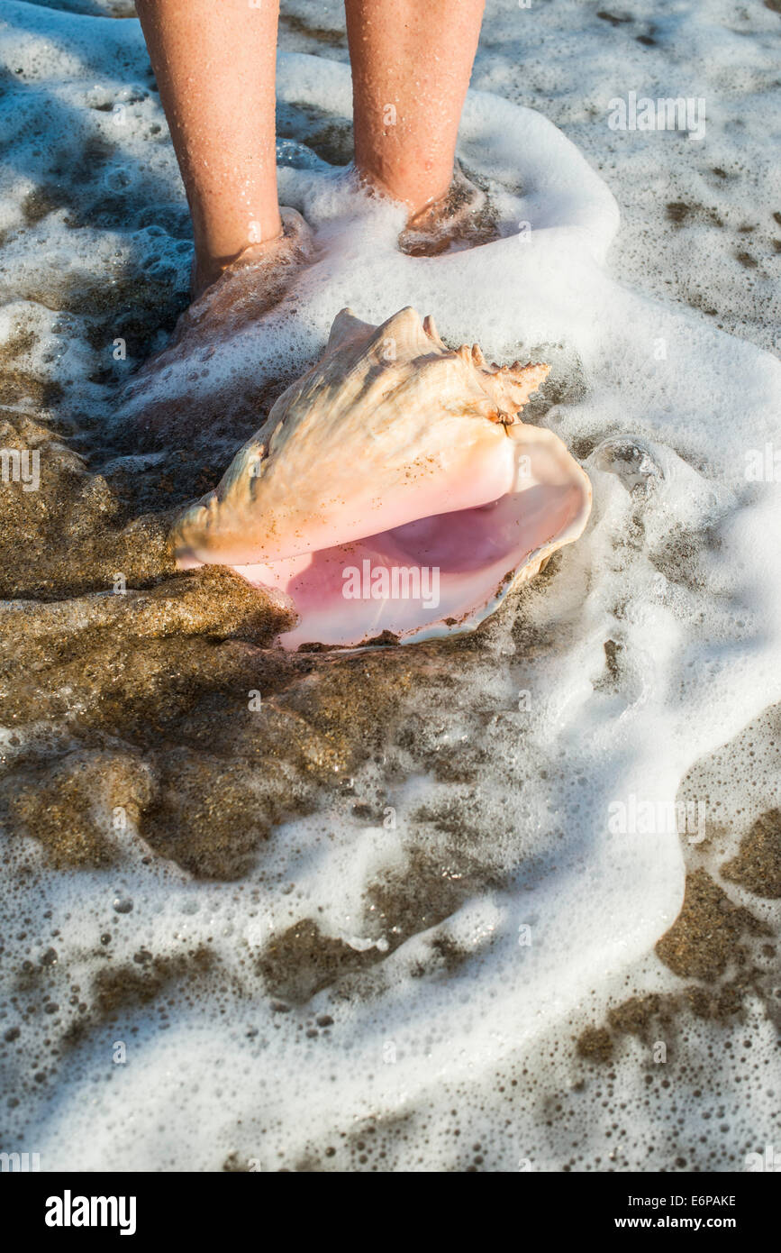 Shells on the beach. Sun light. Foots in water Stock Photo - Alamy