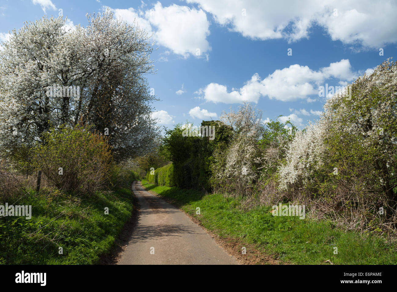 A winding narrow country lane in spring, with a hedgerow of flowering ...