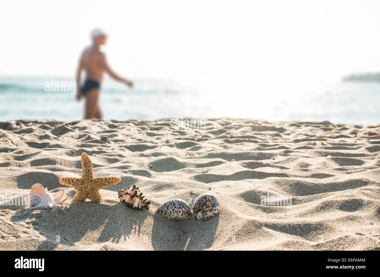 Shells on the beach. Sun light Stock Photo - Alamy