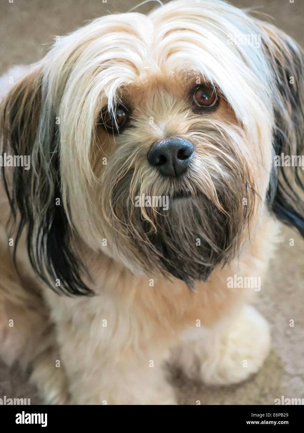 Dog snout nose close up close up face pet animal hi-res stock ...