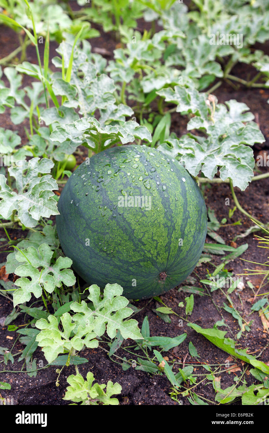 ripe striped watermelon on the plantation Stock Photo - Alamy