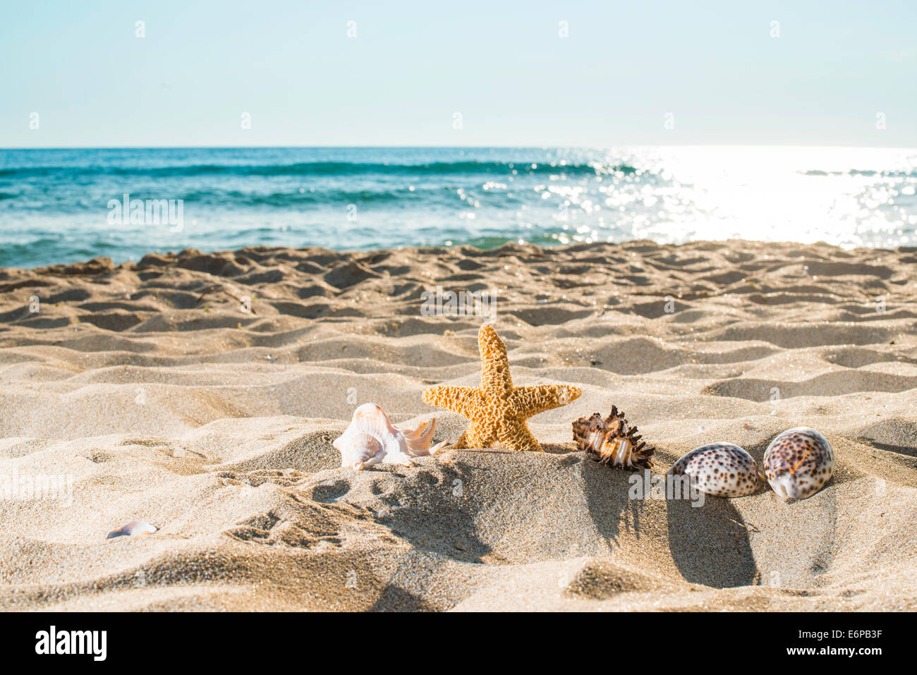 Shells on the beach. Sun light. Blue sky Stock Photo - Alamy