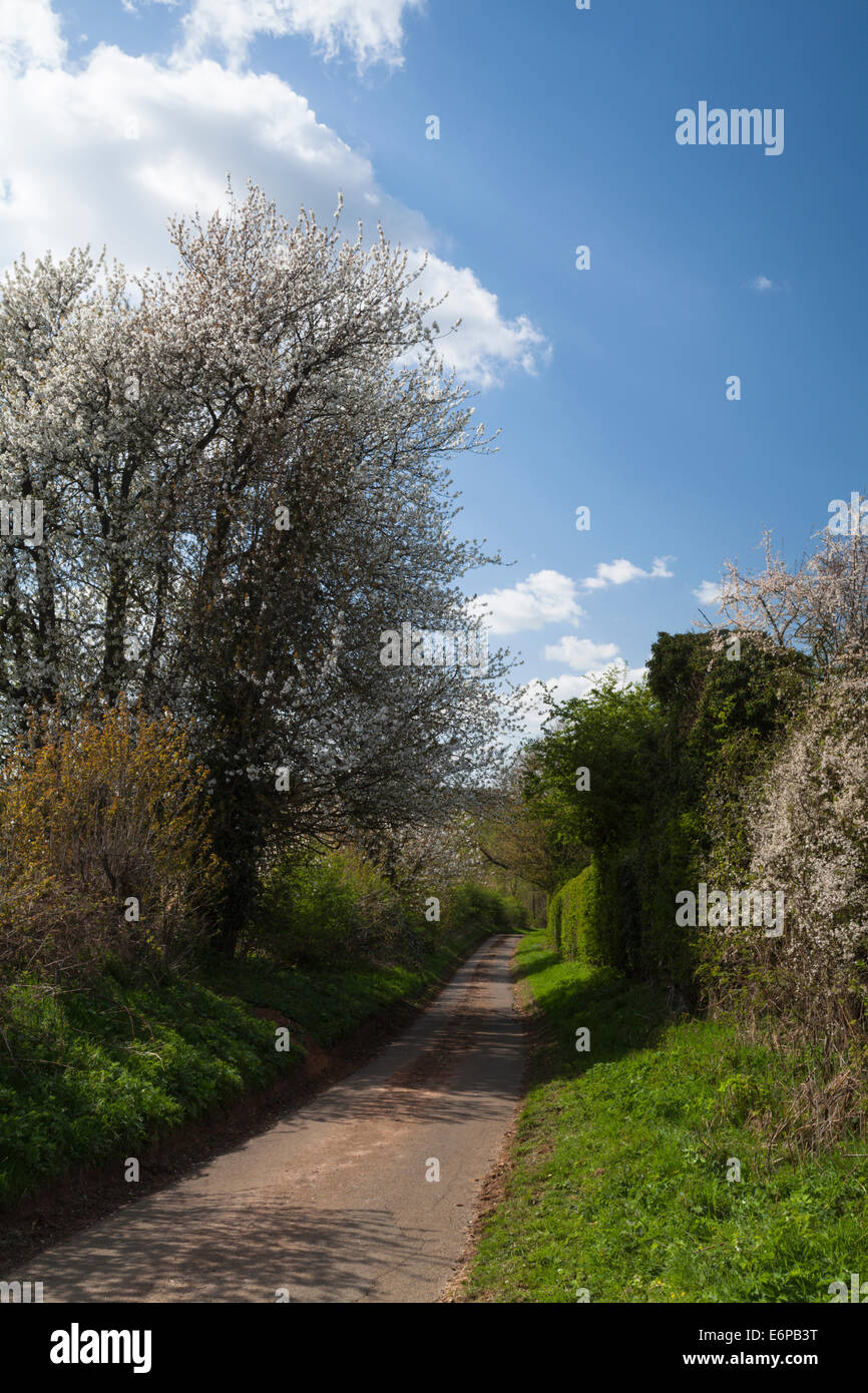 A winding narrow country lane in spring, with a hedgerow of flowering ...