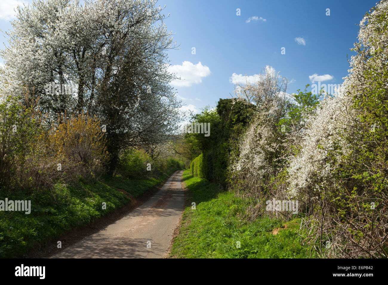 A winding narrow country lane in spring, with a hedgerow of flowering ...