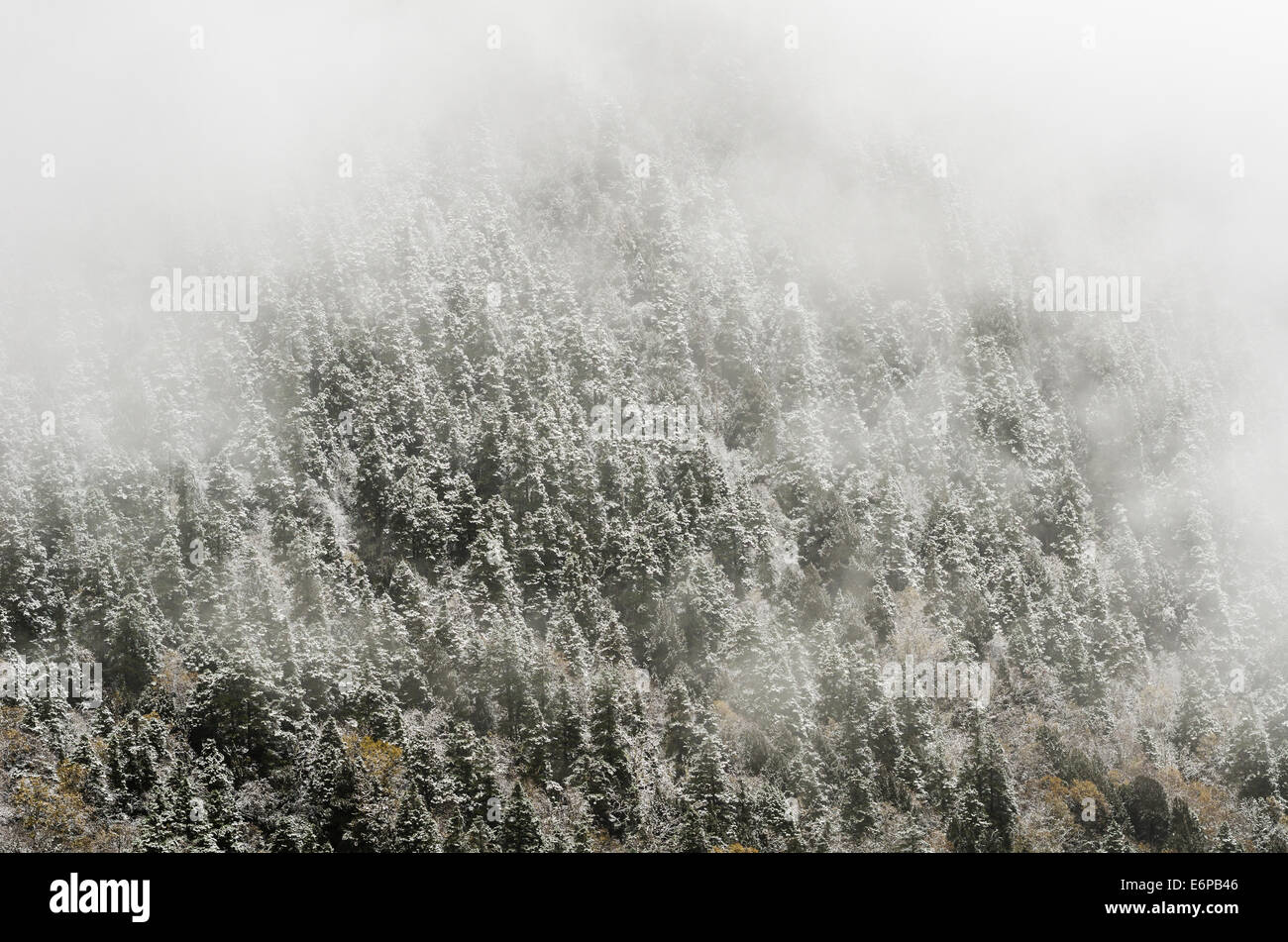 High mountain slope with snowy spruce forest, covered by hoar frost and ...