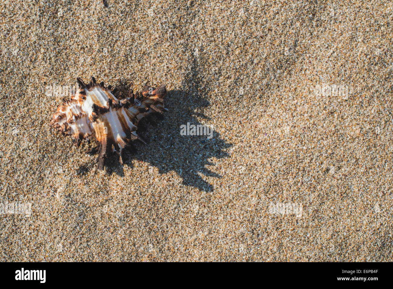 Shells on the beach. Sun light Stock Photo - Alamy