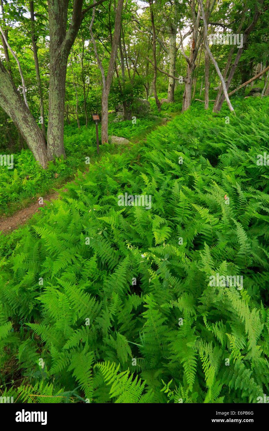 Appalachian Trail Access, Rock Spring Cabin Connector, Shenandoah ...