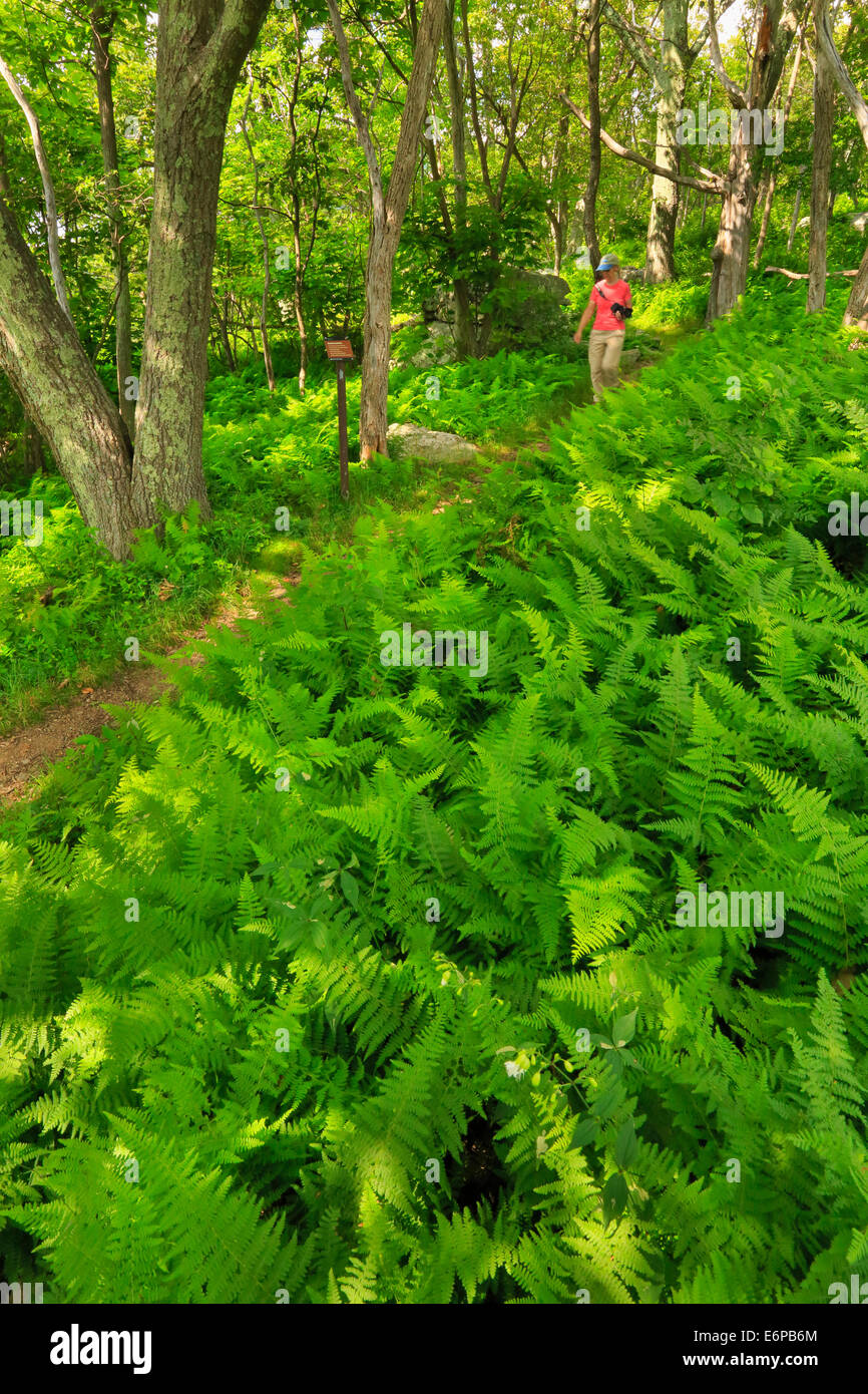 Appalachian Trail Access, Rock Spring Cabin Connector, Shenandoah ...