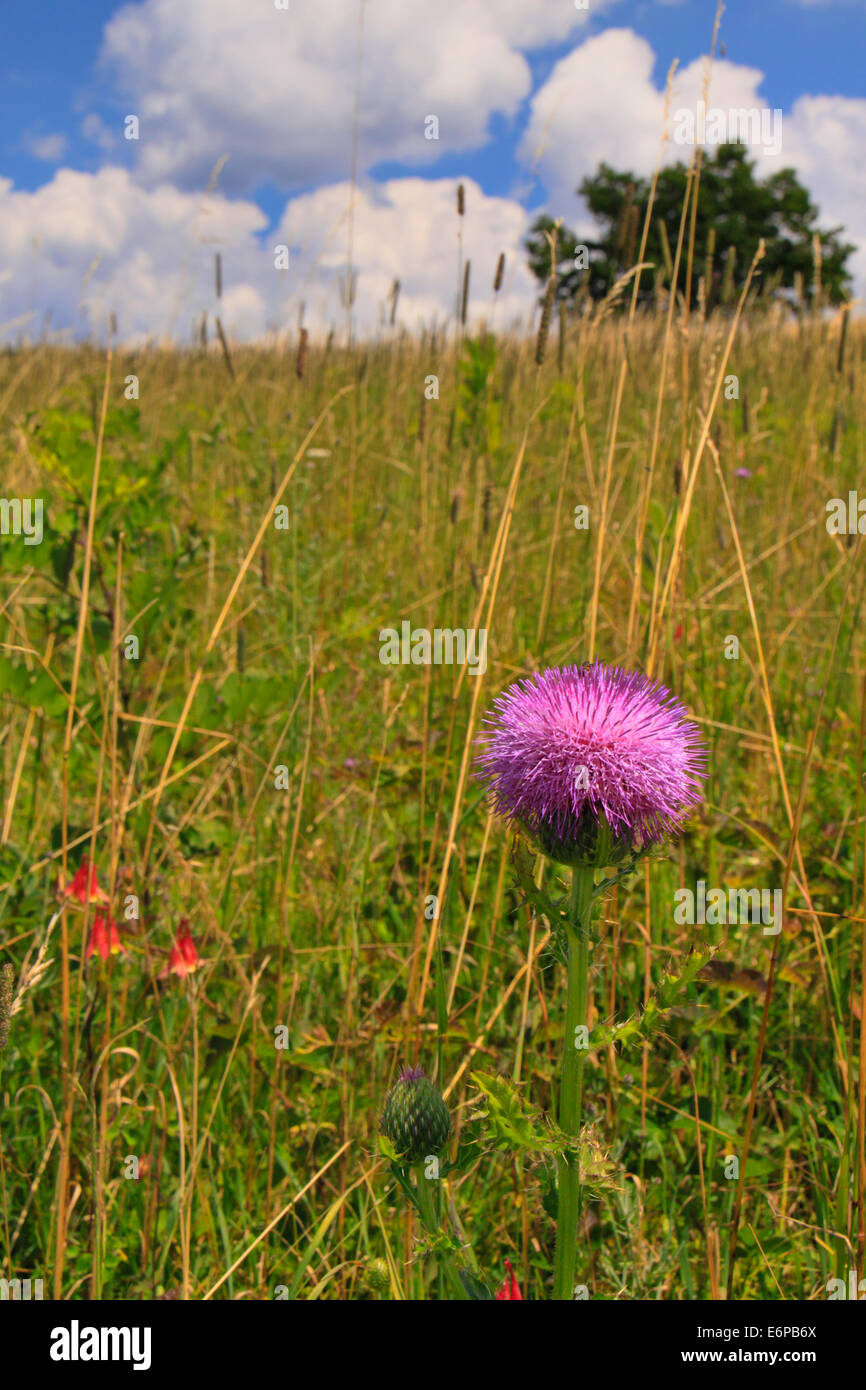 Big thistle hi-res stock photography and images - Alamy