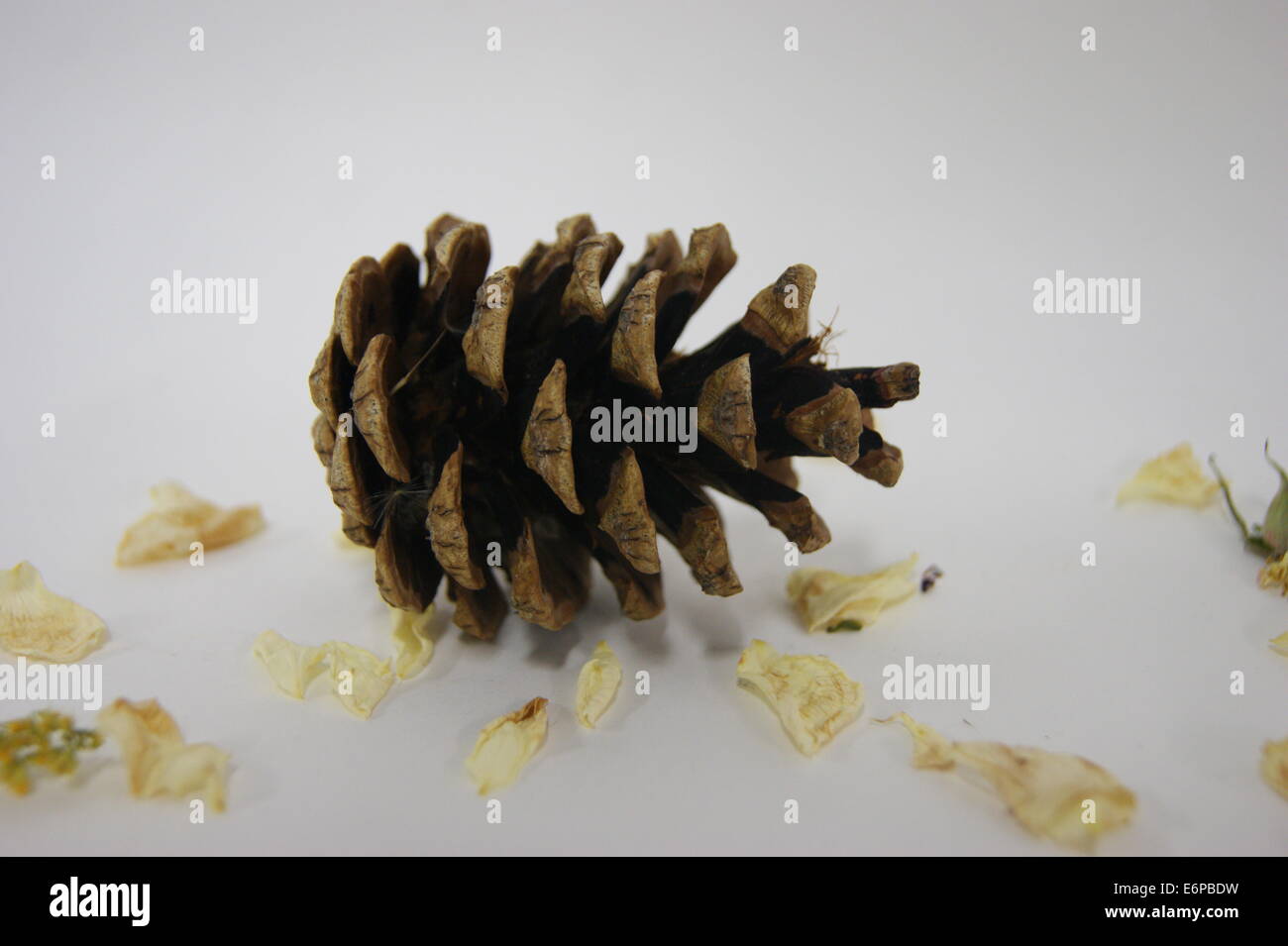 Up close to the beauty of nature that is normally discarded Stock Photo ...