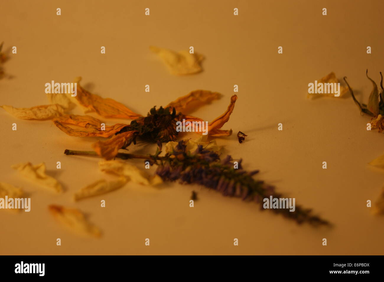 Nature dried and displayed Stock Photo - Alamy