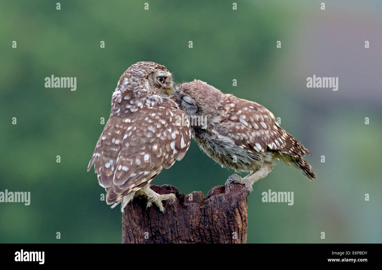 Noctua owlet hi-res stock photography and images - Alamy