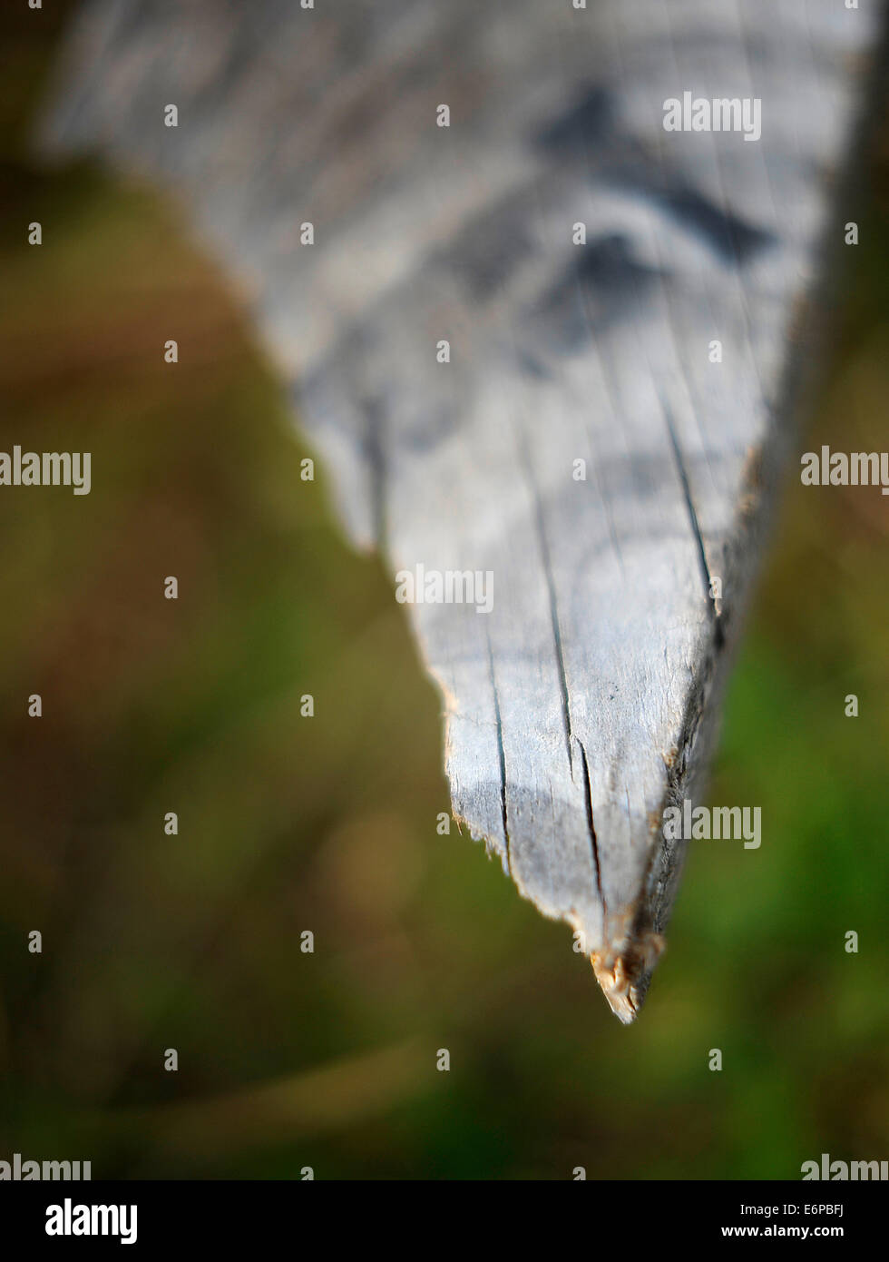 The tip of a broken board with a blurred background of green grass and ...