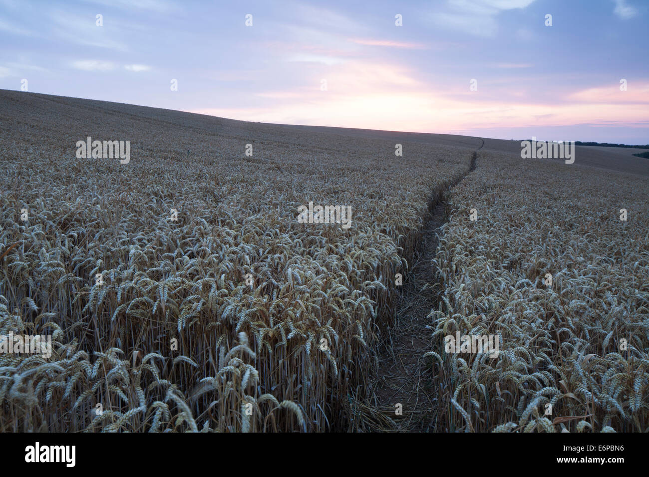 Path through wheat field hi-res stock photography and images - Alamy