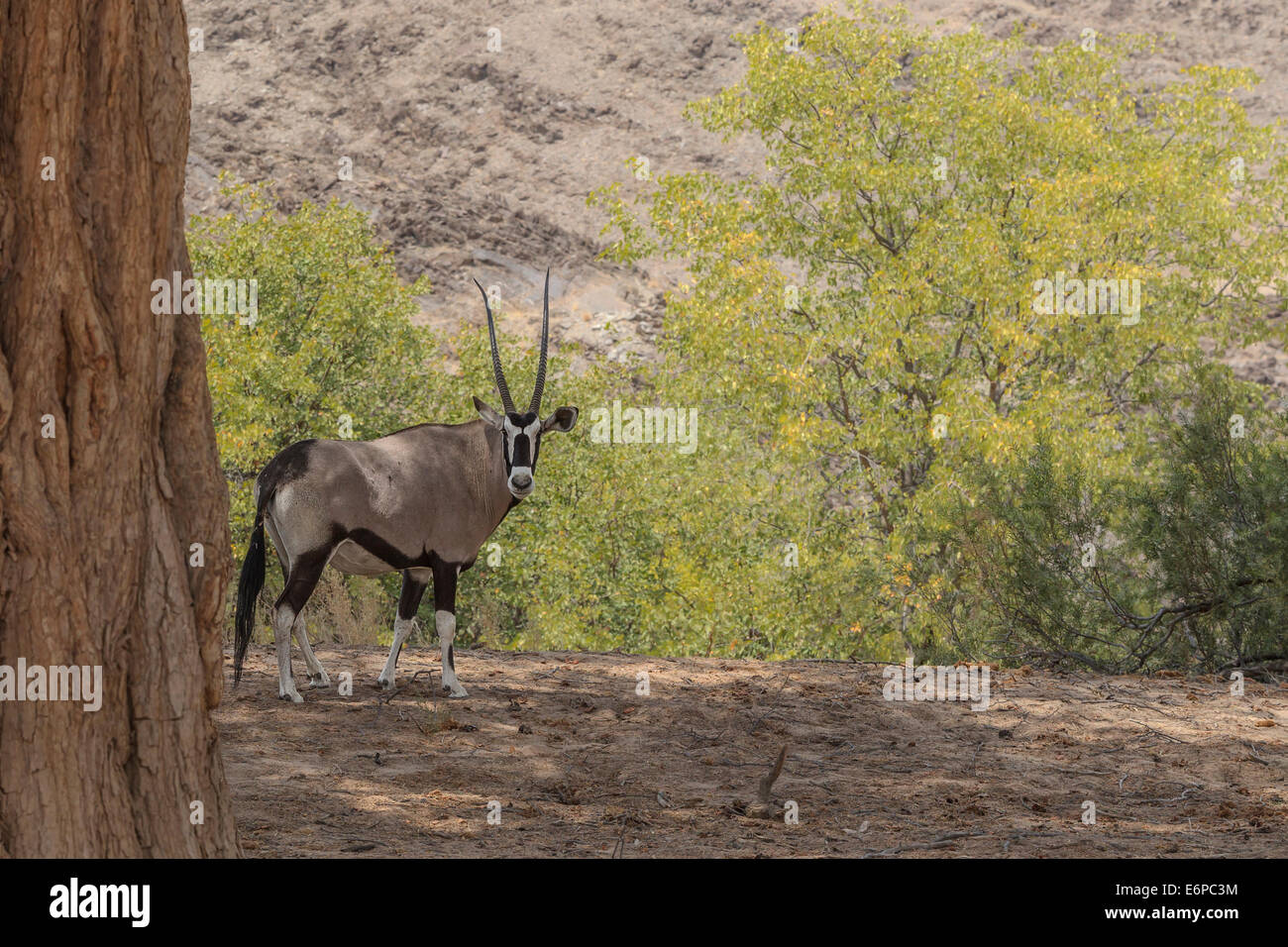 Oryx face hi-res stock photography and images - Alamy