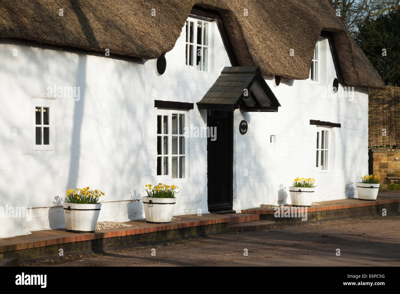 A traditional whitewashed thatched cottage with tubs of bright yellow ...