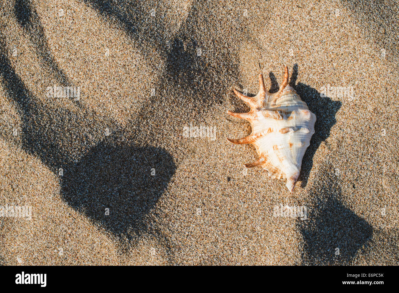 Shells on the beach. Sun light Stock Photo - Alamy