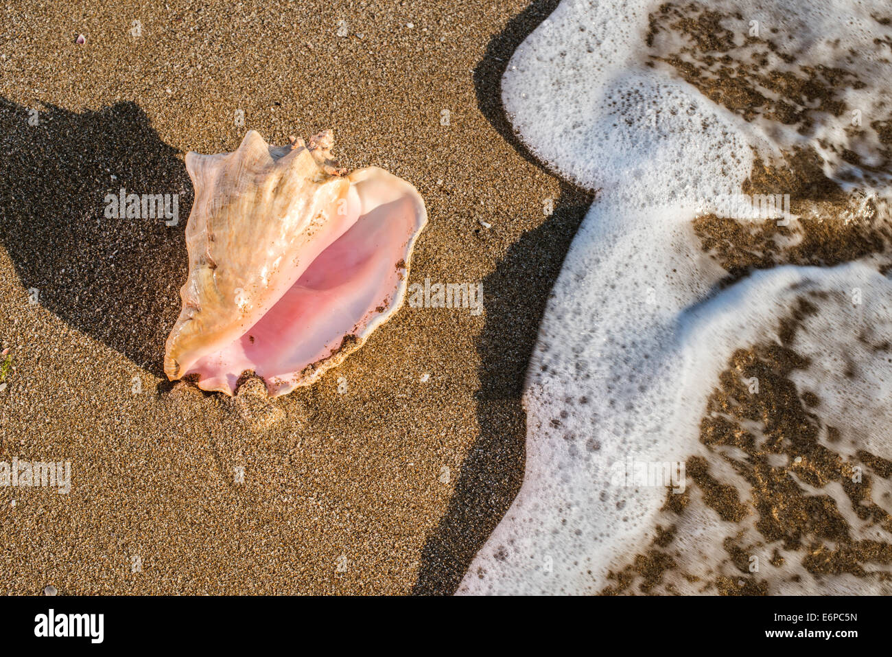 Shells on the beach. Sun light Stock Photo - Alamy