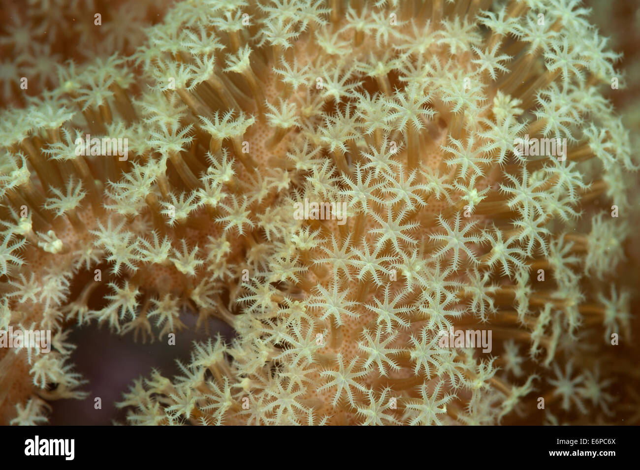 Soft coral Sarcophyton sp. in Maldives, Indian Ocean Stock Photo - Alamy