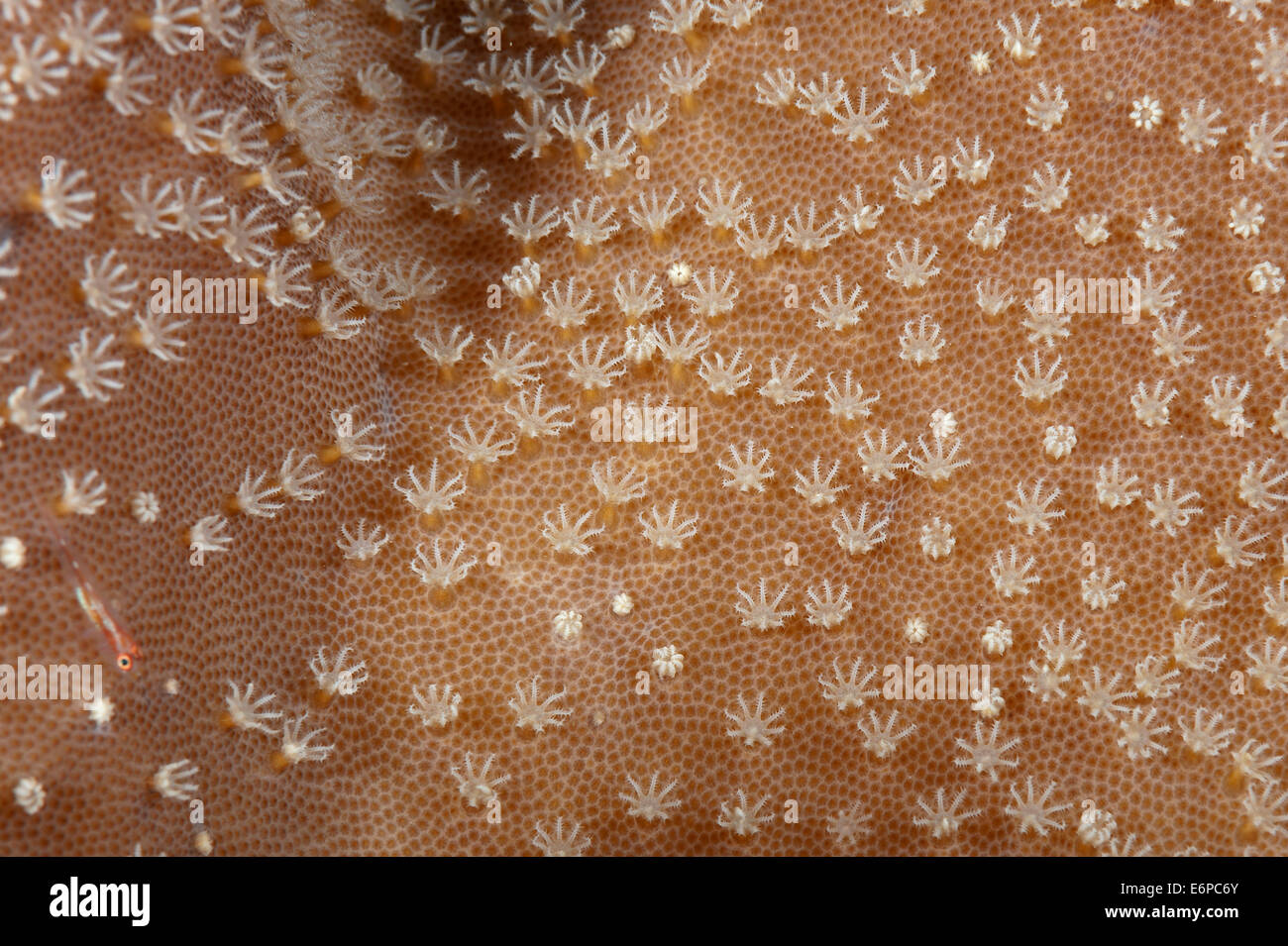 Sarcophyton sp in maldives indian ocean hi-res stock photography and ...