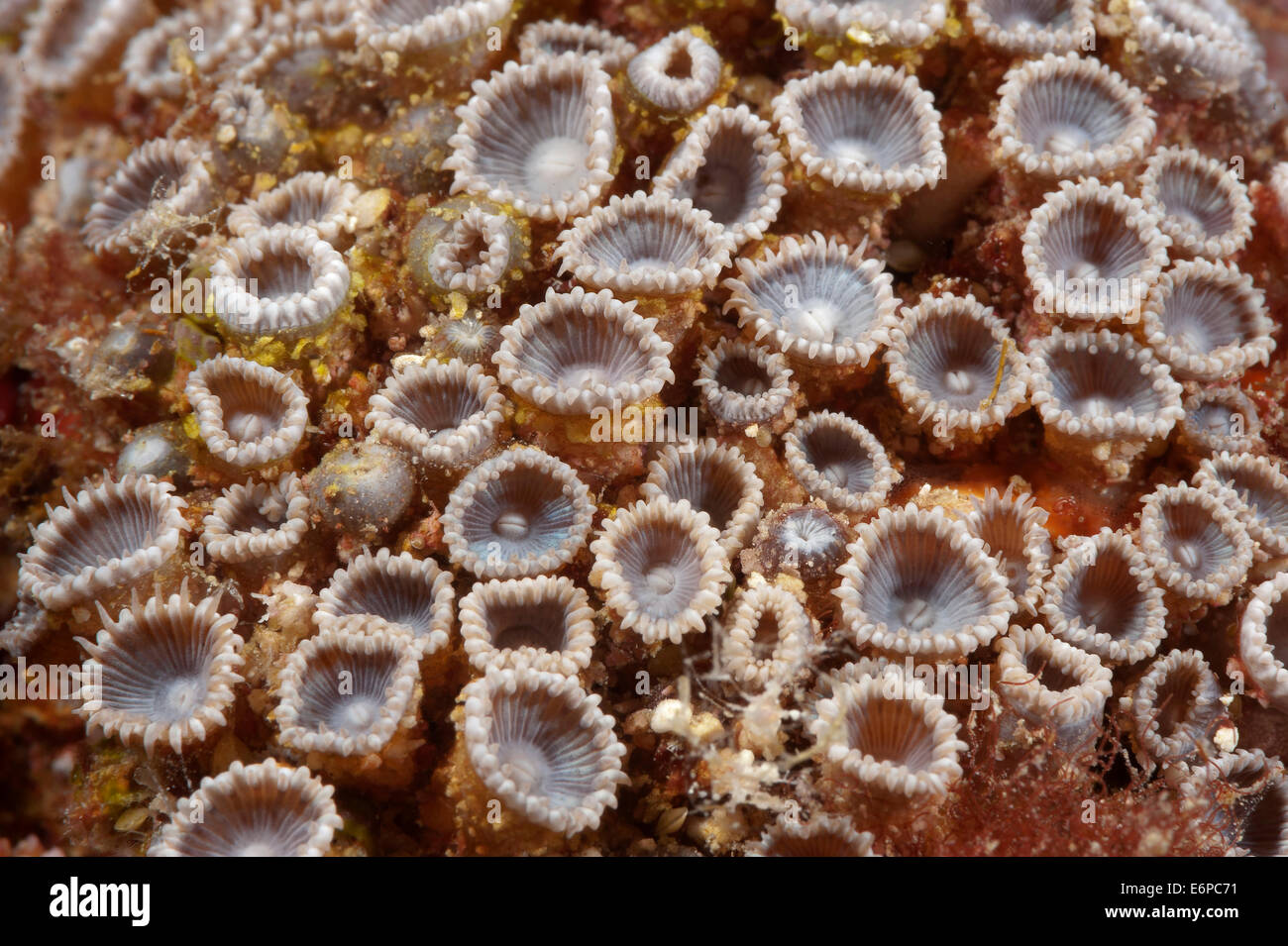 Alveopora coral hi-res stock photography and images - Alamy