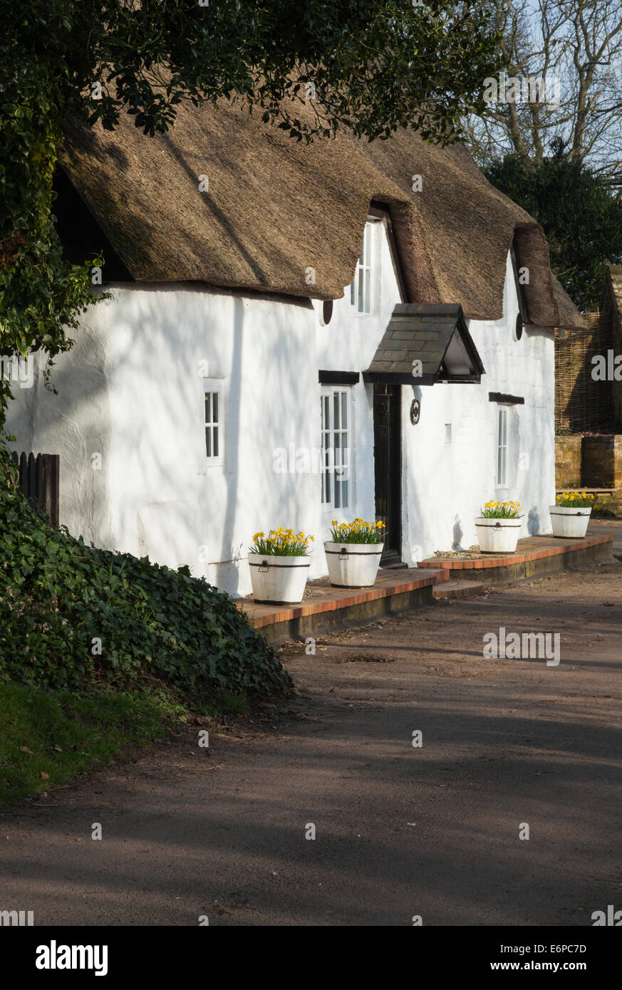 A traditional whitewashed thatched cottage with tubs of bright yellow ...