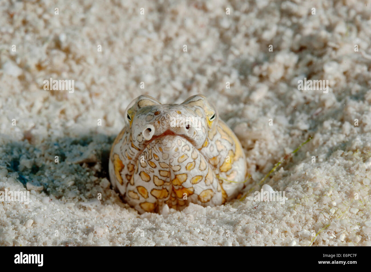 marbled snake eel in Maldives, Indian Ocean Stock Photo - Alamy