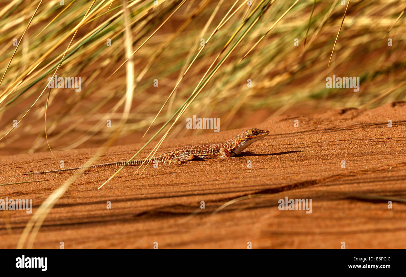 Smith's desert lizard (Meroles cuneirostris) on a red sand, side view ...