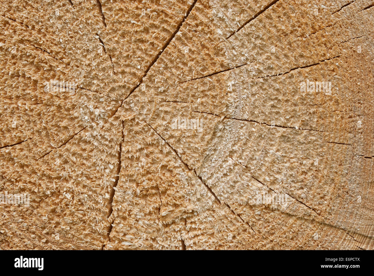 Slice of dry freshly sawn logs Stock Photo - Alamy