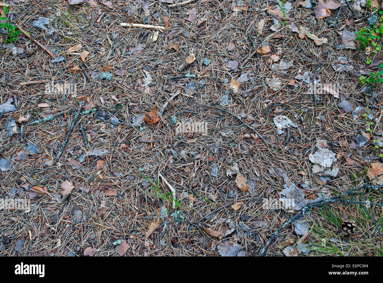 Background of dry leaves, pine needles, twigs and branches on the ...