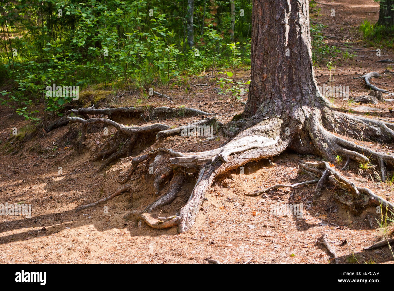 Bare roots of the old pine overlooking the forest path Stock Photo - Alamy