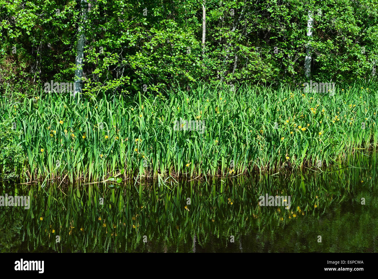 Thickets of reeds on the bank of forest lake on a bright sunny day ...