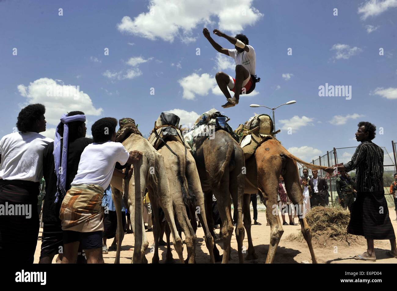 Sanaa, Yemen. 28th Aug, 2014. A Yemeni man jumps over camels during the ...