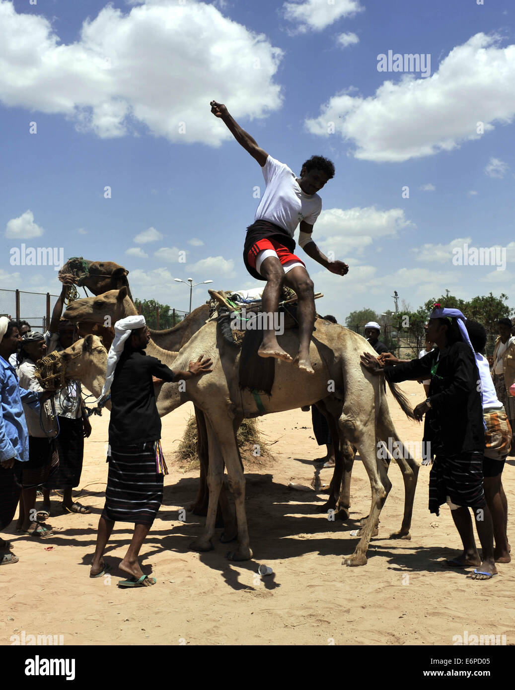 Sanaa, Yemen. 28th Aug, 2014. A Yemeni man jumps over camels during the ...